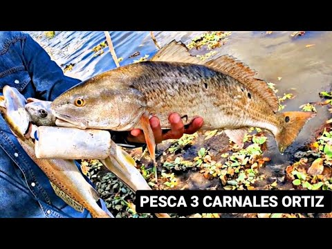 TARDIADA DE PESCA Y COCINA EN EL RÍO BRAVO (PESCA DE CURVINA GIGANTE Y ...