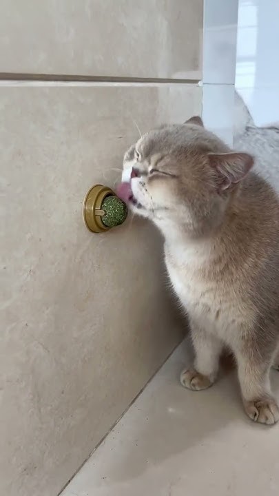 Playtime Just Got Better with Glampaw's Catnip Toys - YouTube