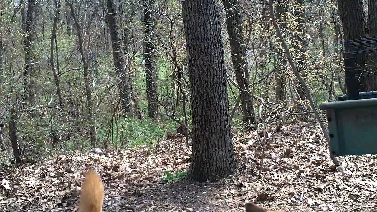 Hillbilly Cop Car - YouTube