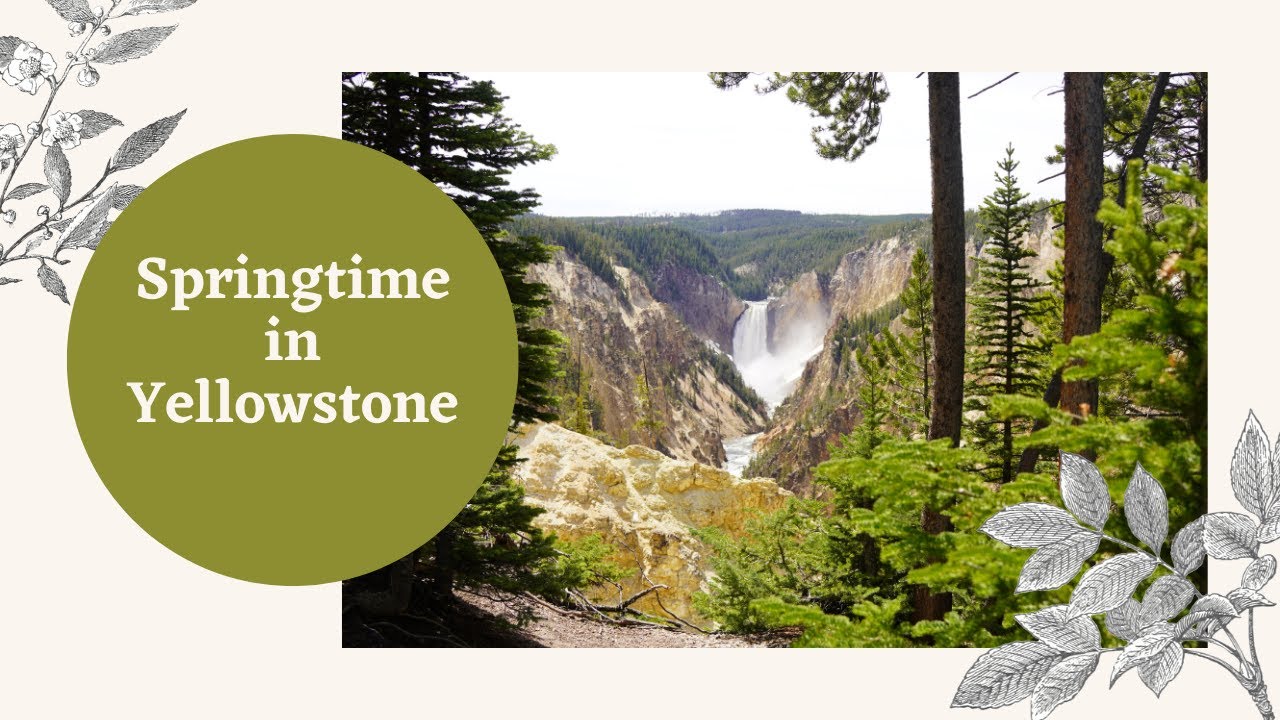 Springtime in Yellowstone - YouTube
