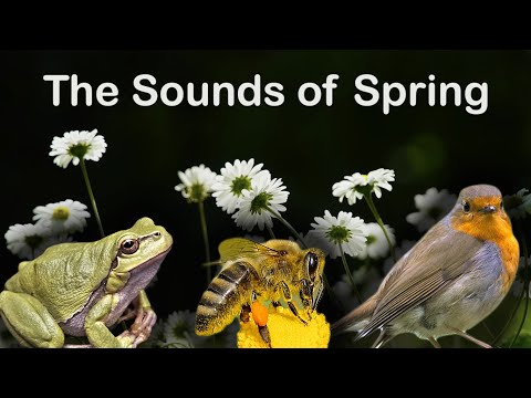 Can you guess THE SOUNDS OF SPRING? - YouTube