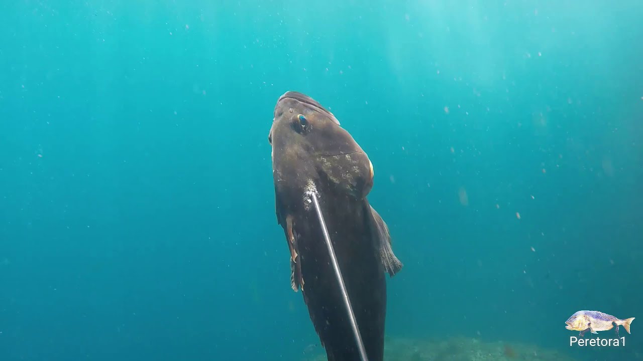 🔱 On / Off Dusky Grouper, Zebra Sea bream & Cliff Dentex 🔱 - YouTube