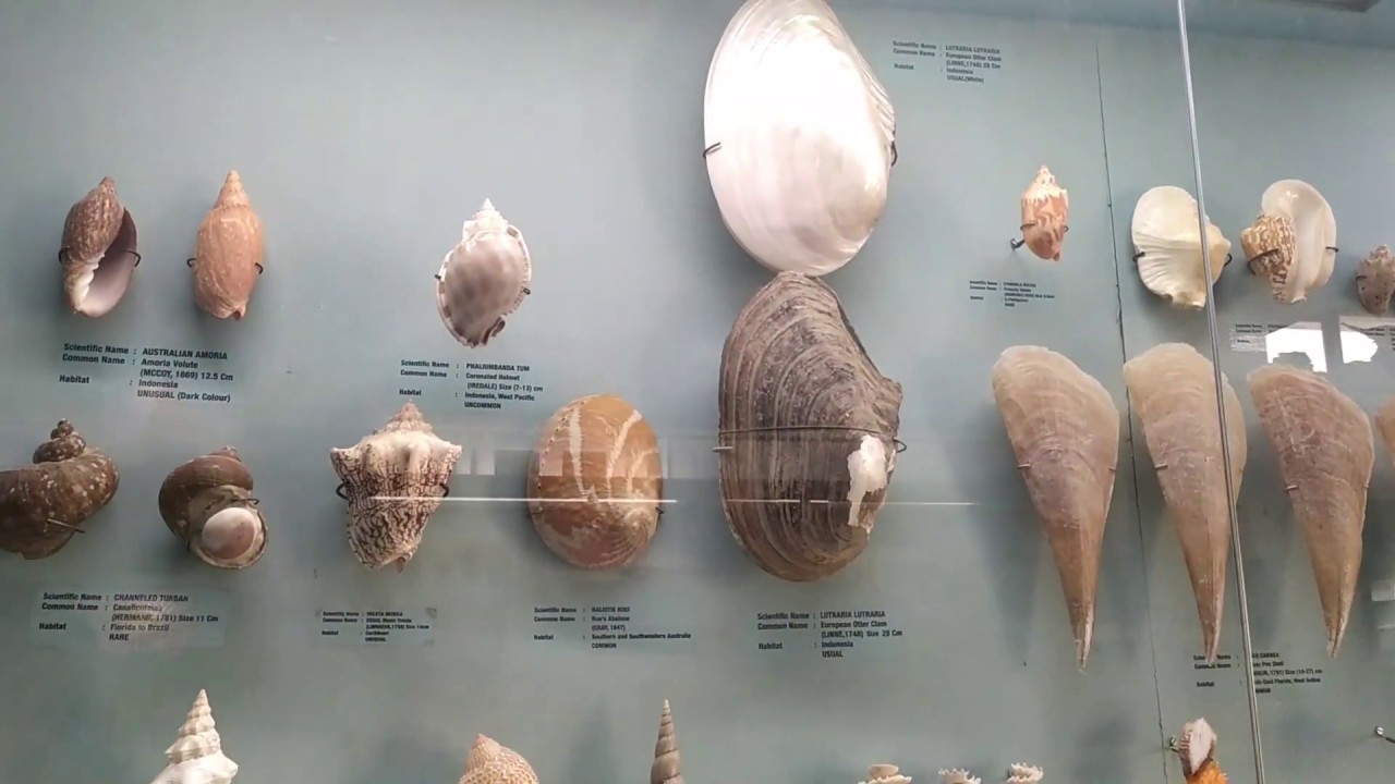 To Explore | India Seashell Museum | Mahabalipuram| இந்திய கடல்சங்கு ...