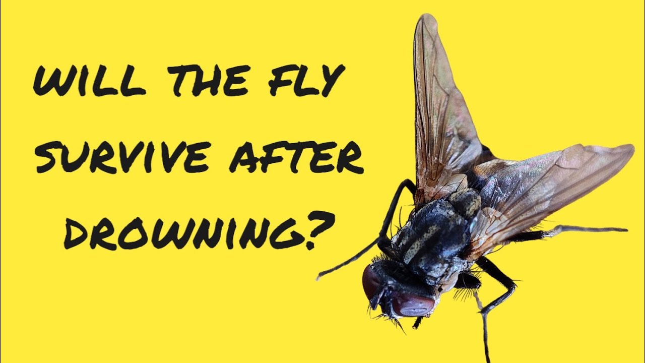 Will the fly survive after drowning? How a fly recovers after drowning ...