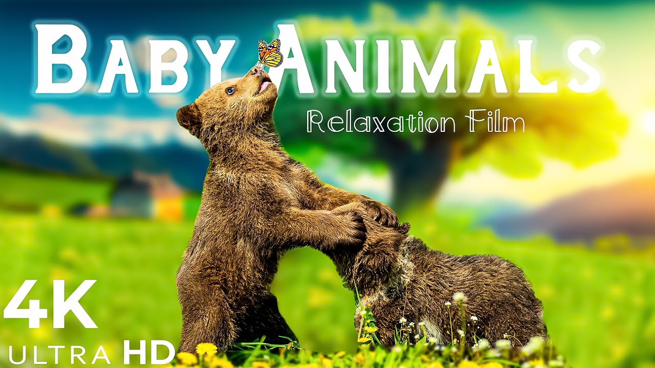 Cute Moments of Baby Animals - Relaxing Nature Sounds, Beautiful ...
