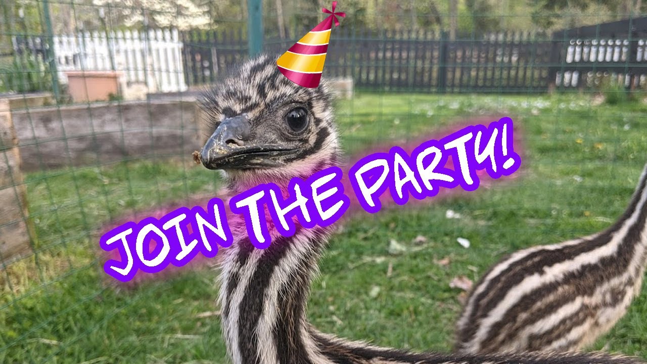 It's Time For The EMU GENDER REVEAL PARTY! - YouTube