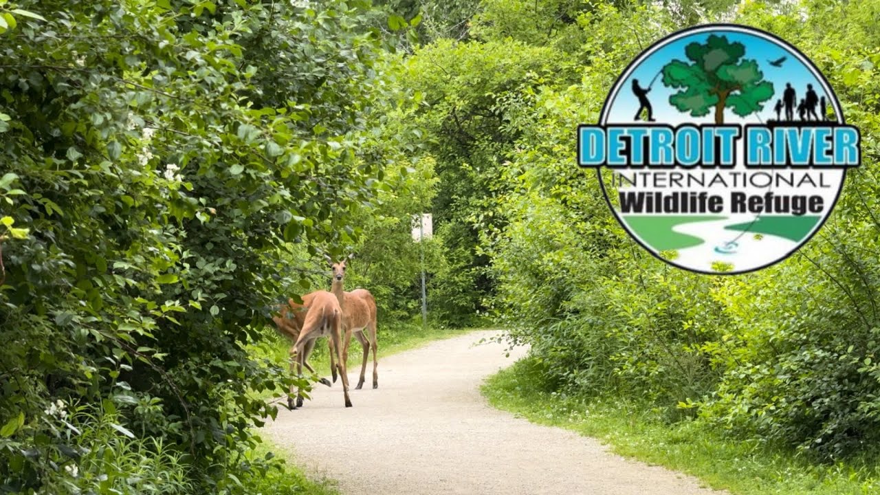 Animal encounters at Detroit International Wildlife Refuge - YouTube