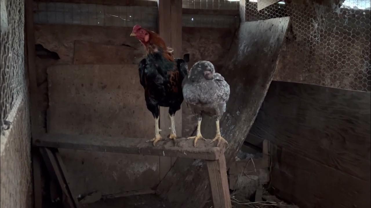 Qaib plaub 1 thiab plaub 2 txawv li cas? - YouTube