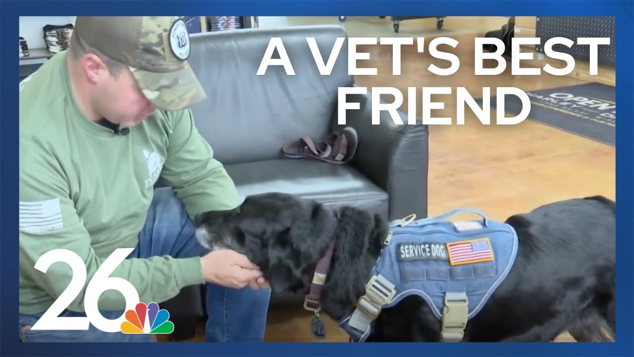 A veteran's best friend: organization provides service dogs to military ...