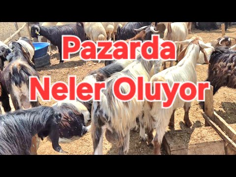 ADANA YÜREĞİR KİREMİTHANE MESLEK LİSESİ #keşfet #keçi #kurbanlıkfiyatları #koyun