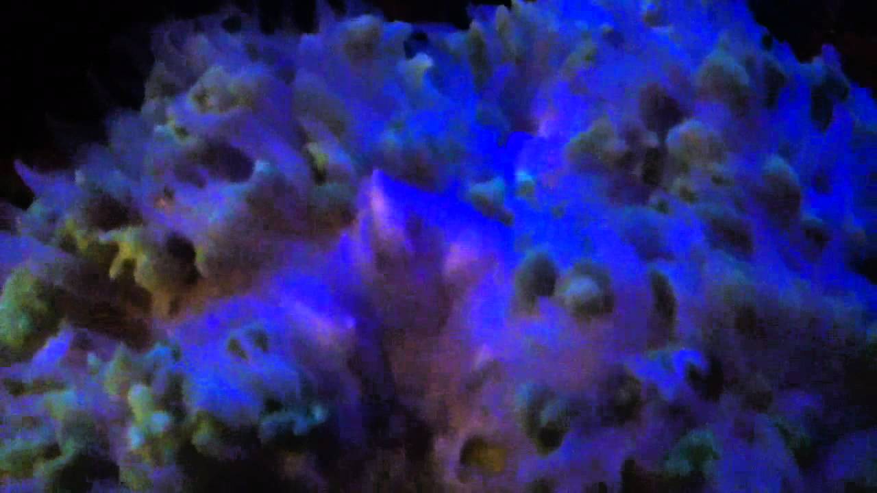 Octo Bubble Coral Feeding (aka: Pearl/Grape Bubble Coral) - YouTube