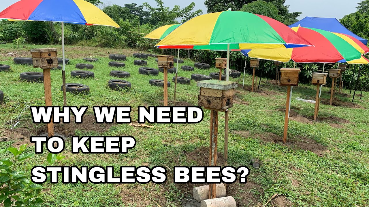 Stingless Beekeeping How it Works: Why We Need to Care for Stingless ...