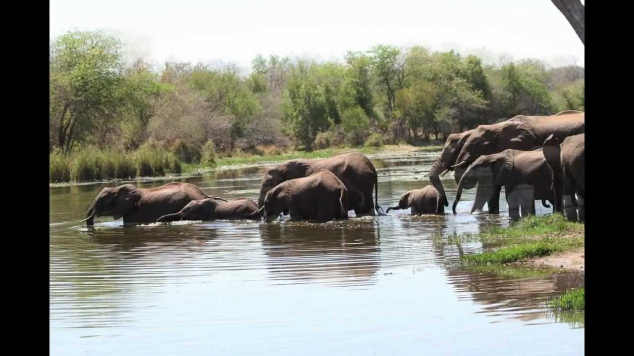 Elephants Crossing Panic Lake - YouTube