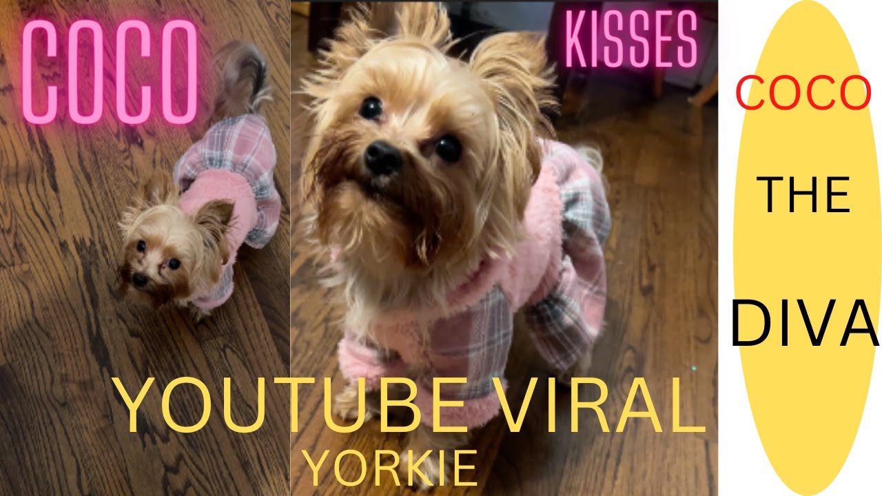 YOUTUBE'S VIRAL YORKIE COCO LOOKING FOR HER TOYS/CHECKOUT COCO'S NEW ...