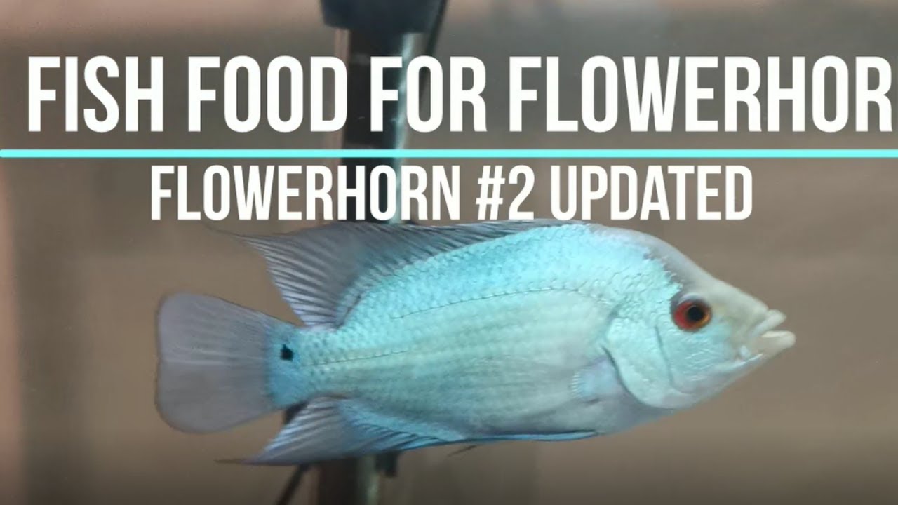 Fish food for flowerhorn – What food do Flowerhorn like to eat ...