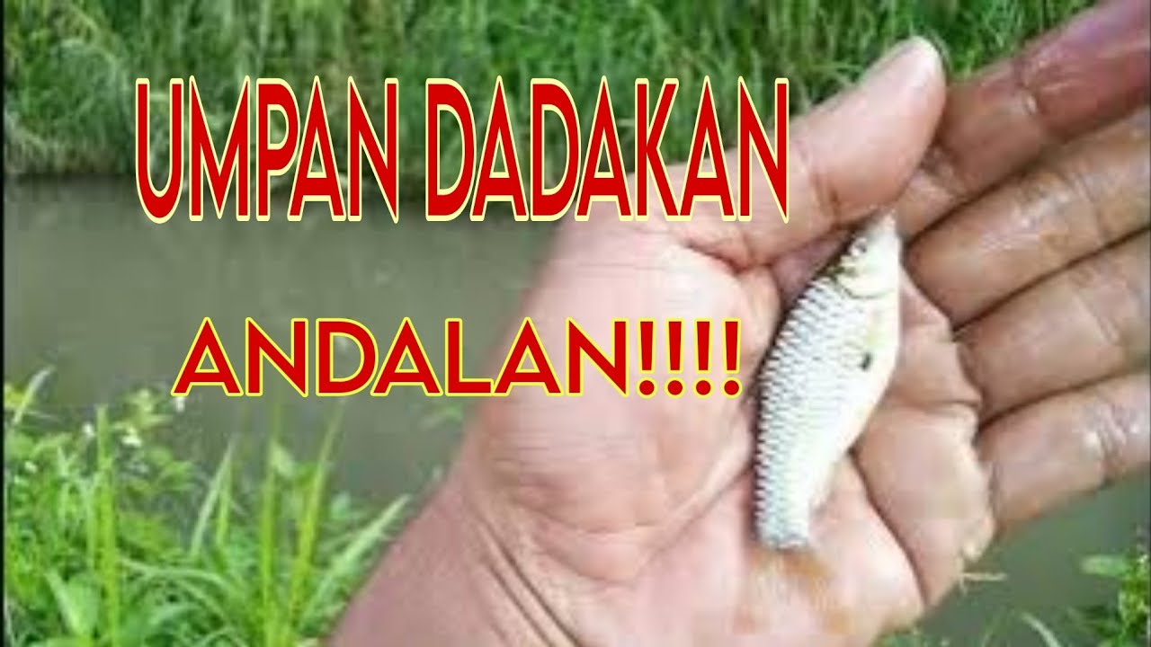 UMPAN DADAKAN BISA DI ANDALKAN MANCING IKAN WADER DAN IKAN UCENG - YouTube
