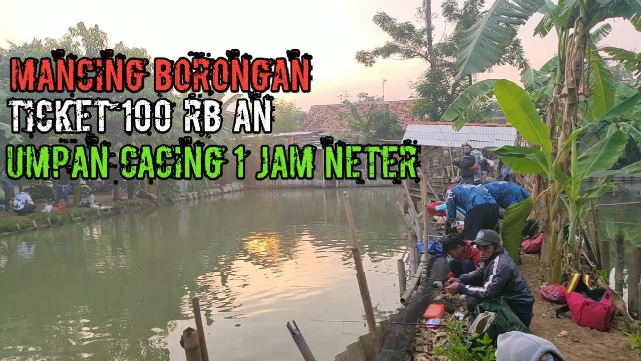 Mancing Borongan Empang Bawal | spot mancing daerah cikarang - YouTube