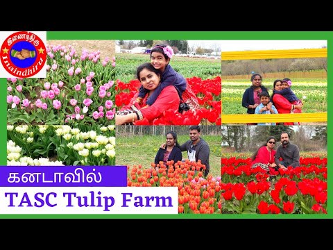 TASC Tulip Pick Farm | Tulip Farm Ontario | Canada Tulip Farm # ...