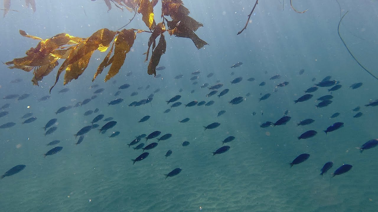 Dive the barge wreck, metridium field and breakwater wall, Monterey, CA ...