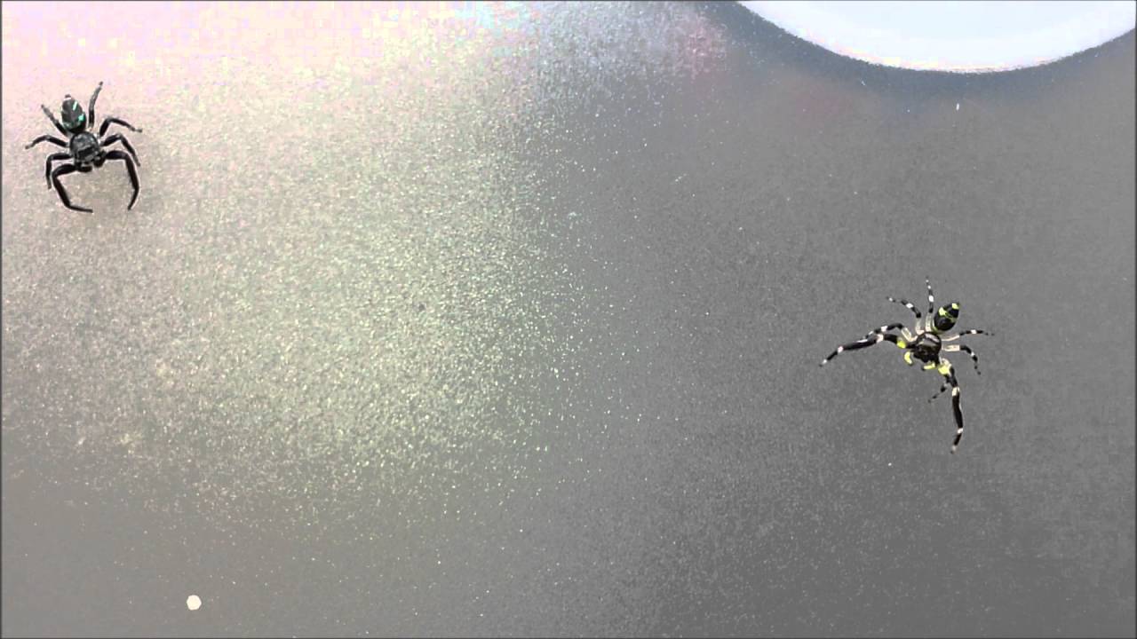 T Bha facing T Bee Fighting Spiders - YouTube