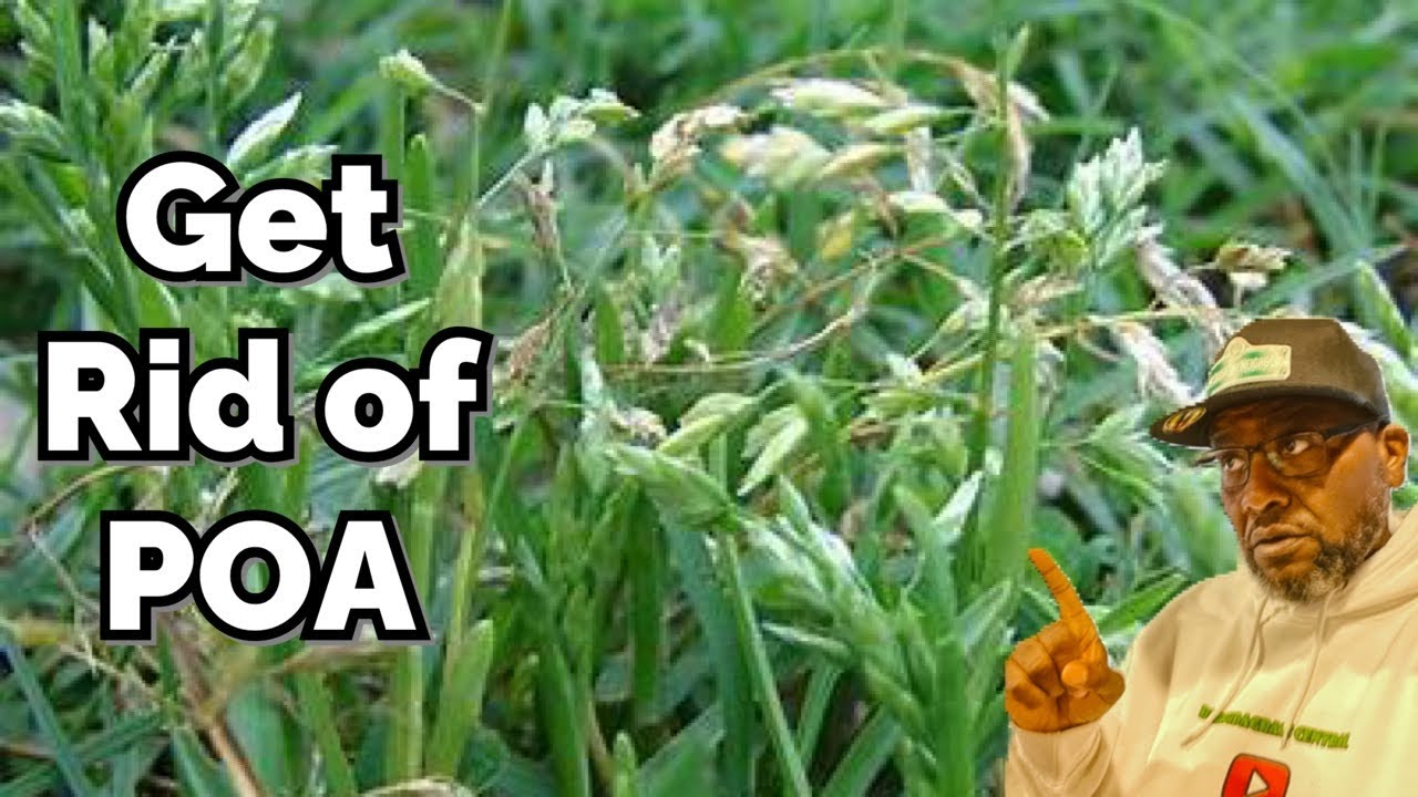 "How to Get Rid of POA in Your Lawn: A Beginner's Step-by-Step Guide ...