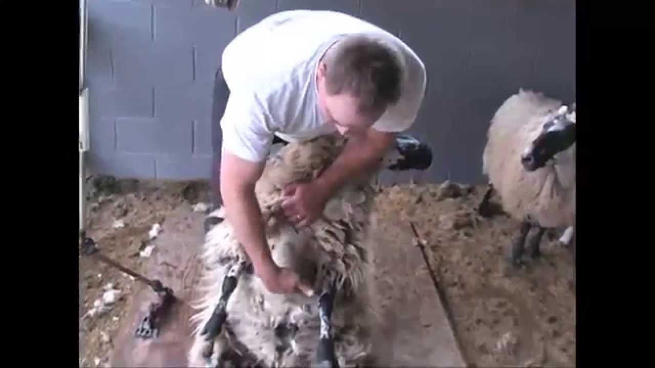 Sheep Shearing with Jeff Furlong - YouTube