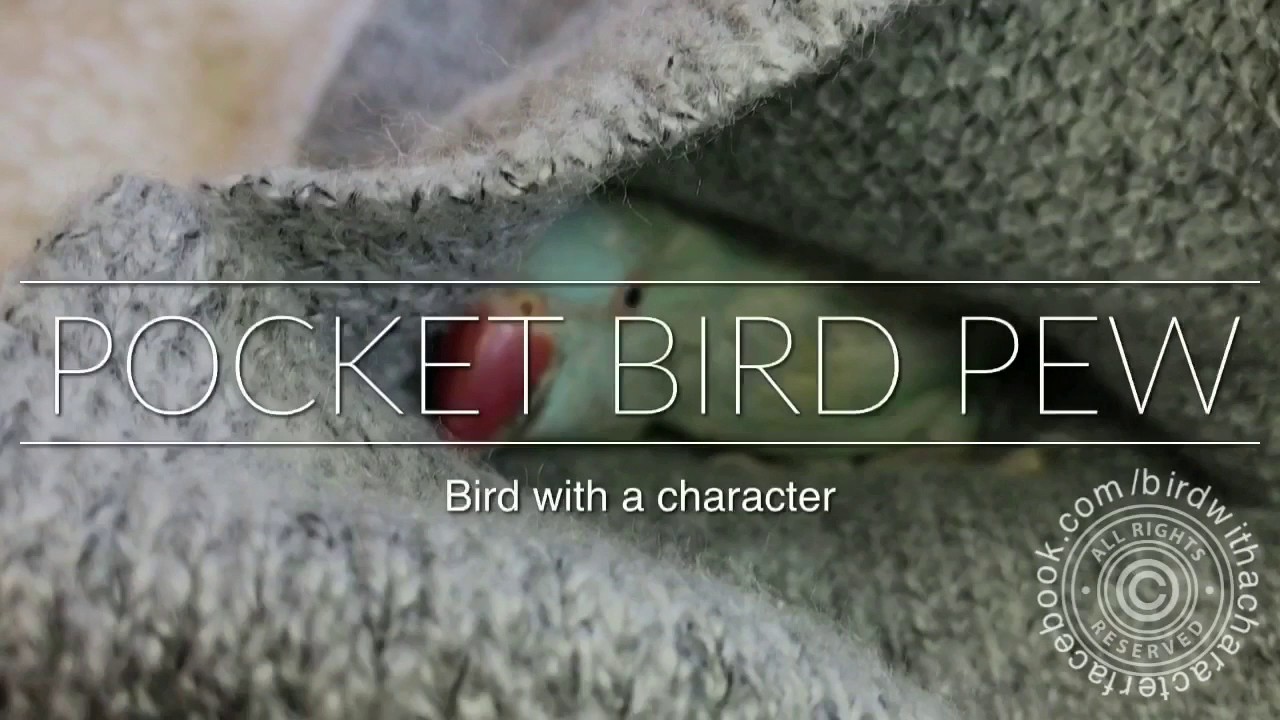Pocket Bird Pew - YouTube