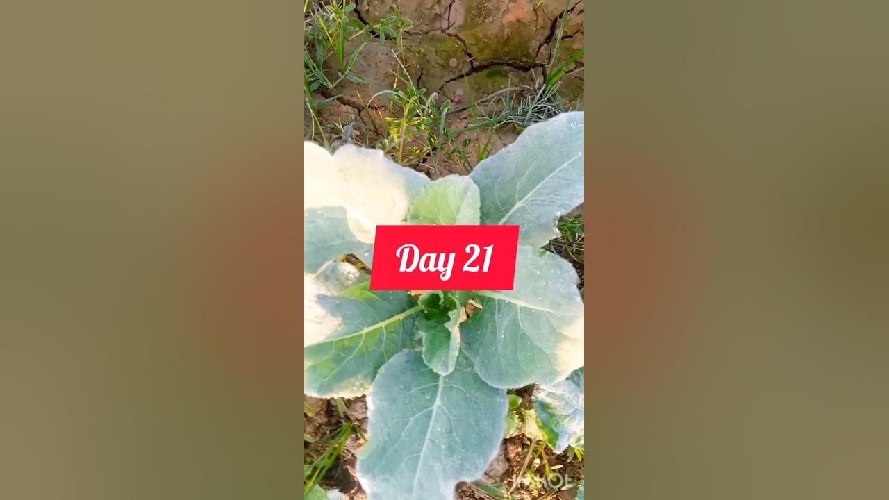 Day 21🙏🥦farmer 75hardchallenge Youtube