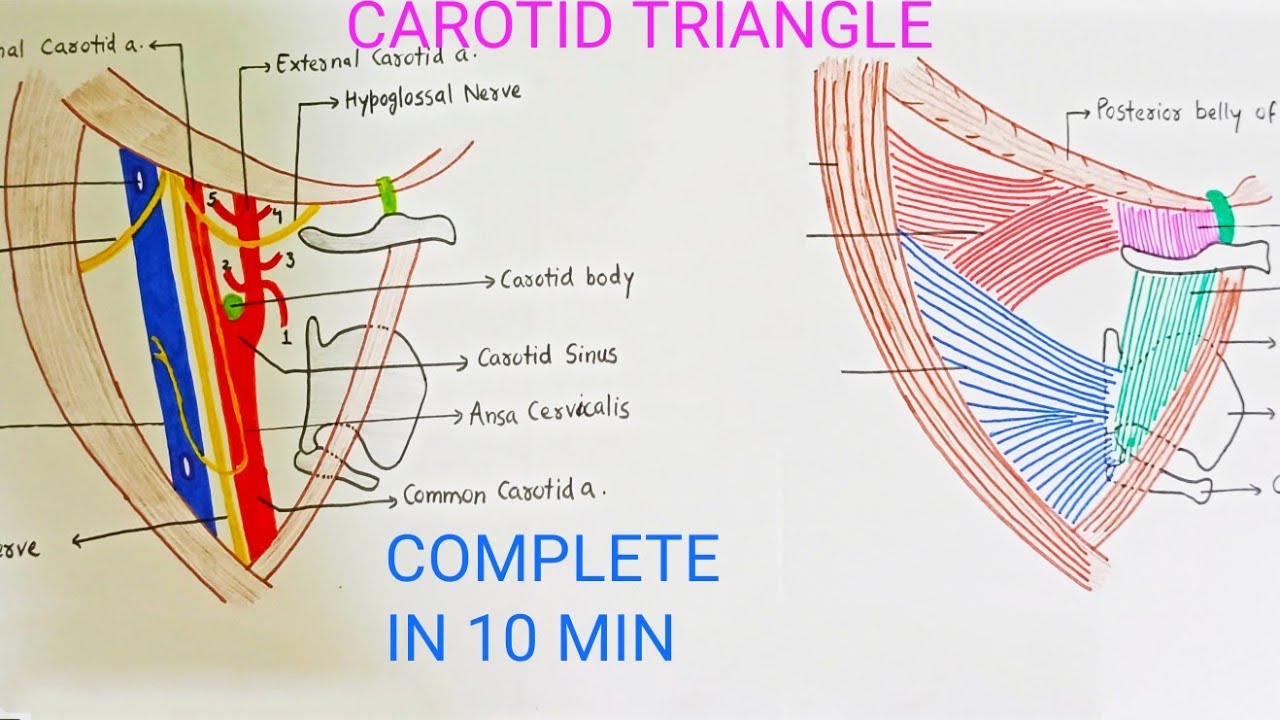 CAROTID TRIANGLE - YouTube
