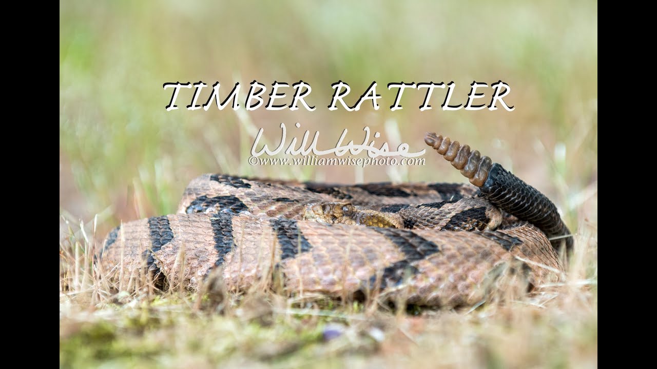 Timber Rattlesnake Striking