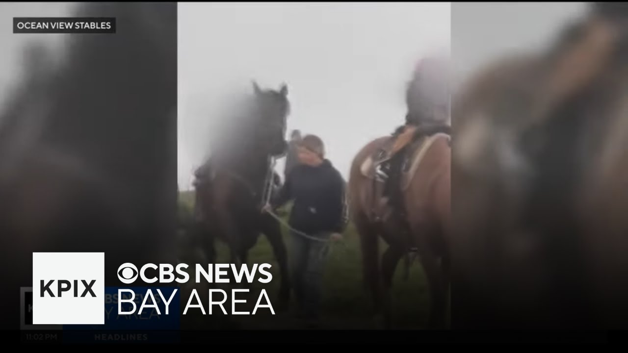 SF woman arrested, suspected of pulling horse's tail during youth's ...