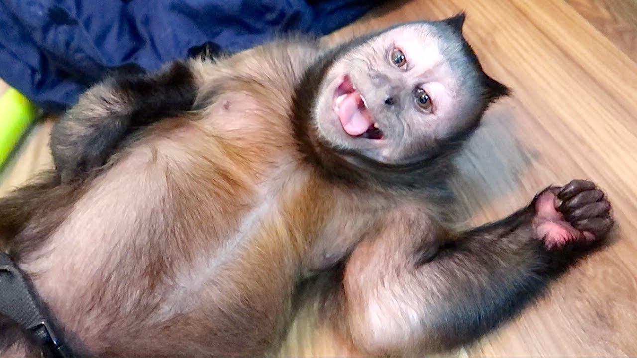 DOUBLE Monkey Monday Mail Time! (LIVE) - YouTube