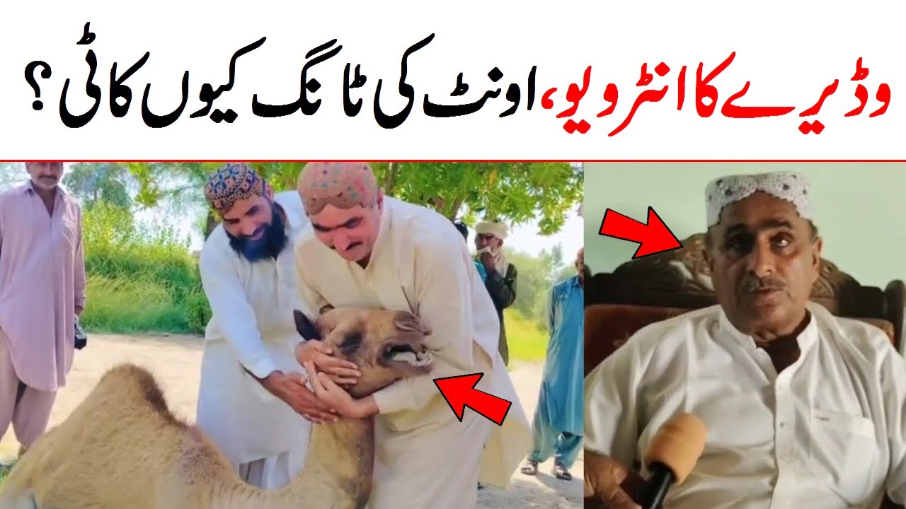 Camel Leg Cut | Cemal Wadera First Interview | Camel Leg Cut Viral ...