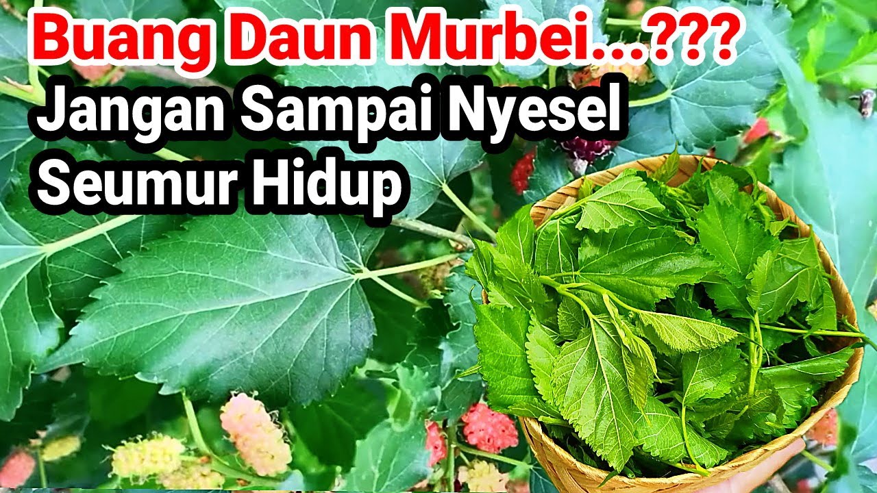 Jangan Dibuang Ini Manfaat dan Khasiat Daun Murbei atau Mulberry - YouTube