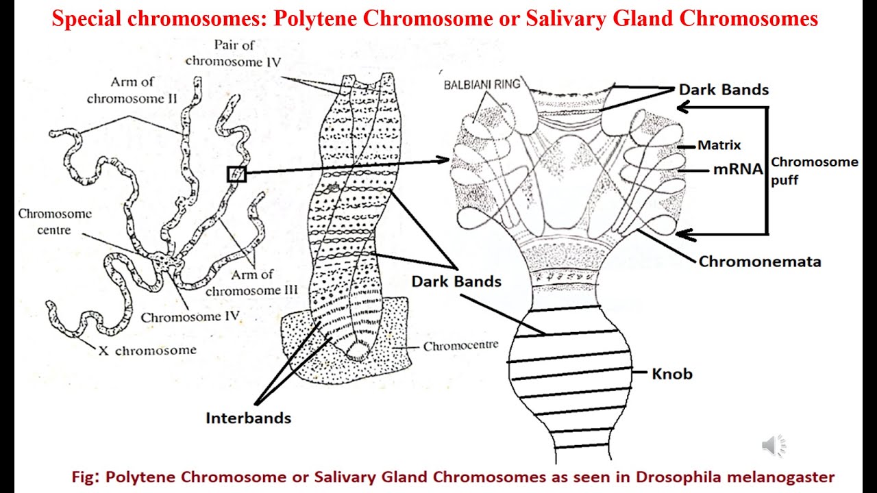 special type of chromosomes in hindi | Polytene or Salivary Gland ...