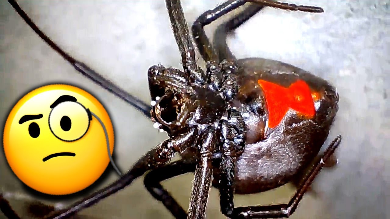 Redback Spider & Big Cockroach Up Close RIP Lil Sister 😭 AUPRO-90 ...
