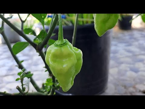 CABE KATOKKON: CABE TORAJA TERPEDAS DI INDONESIA - YouTube