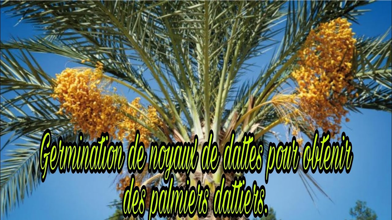 Comment faire germer des dattes pour obtenir des palmiers dattiers ...