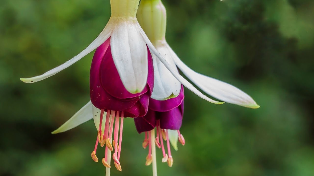 SCIENTIFIC NAME : Fuchsia Flower - YouTube