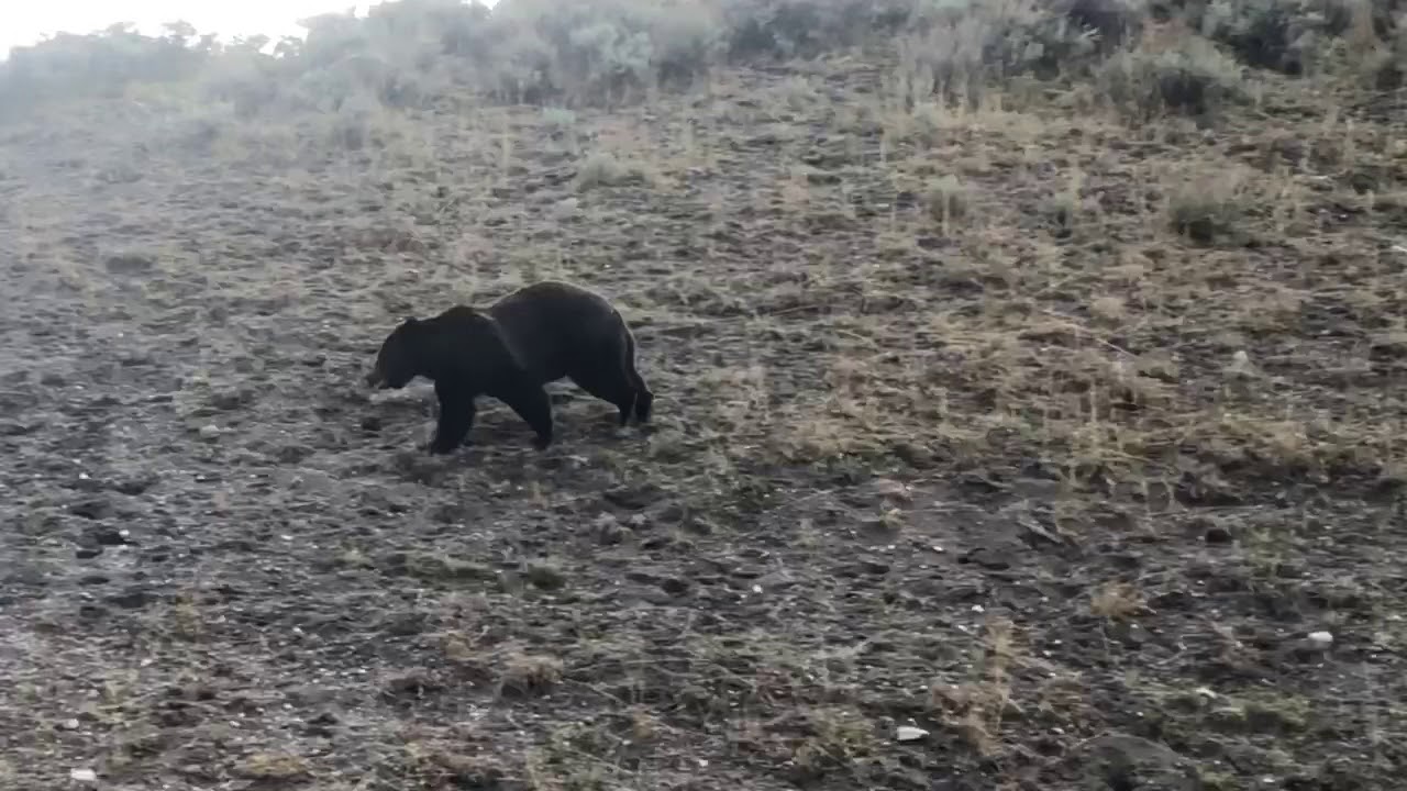 Close Grizzly Bear Encounter Yellowstone Park Ranger Yelling - YouTube