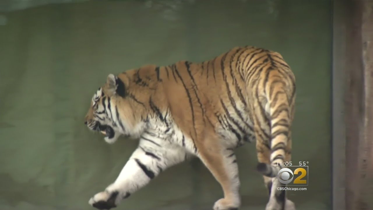 Warm Weather Brings Animals Out Into The Sun At Lincoln Park Zoo - YouTube