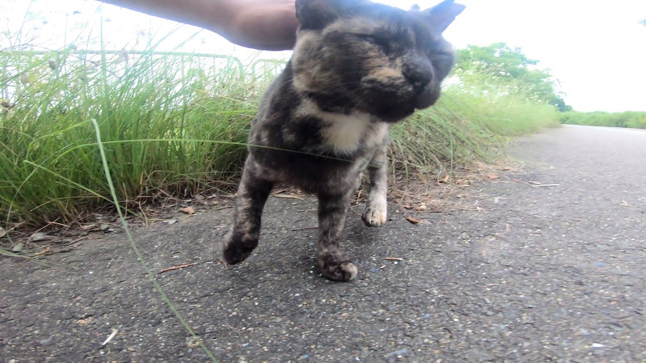 可愛すぎるサビ野良猫が撫でられにやってきた！A rusty stray cat that is too cute came to be ...