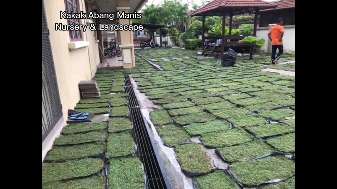 Tanam rumput Filipina - jom hias laman rumah - YouTube