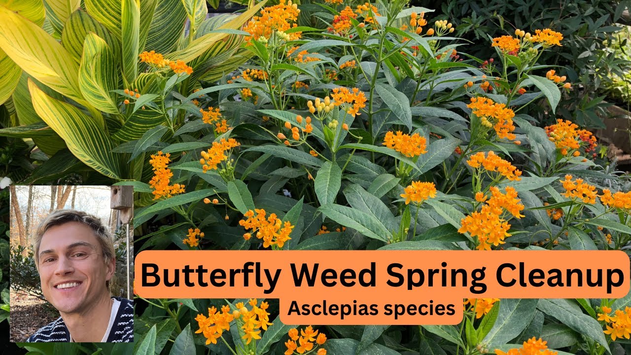 Butterfly Weed In Garden