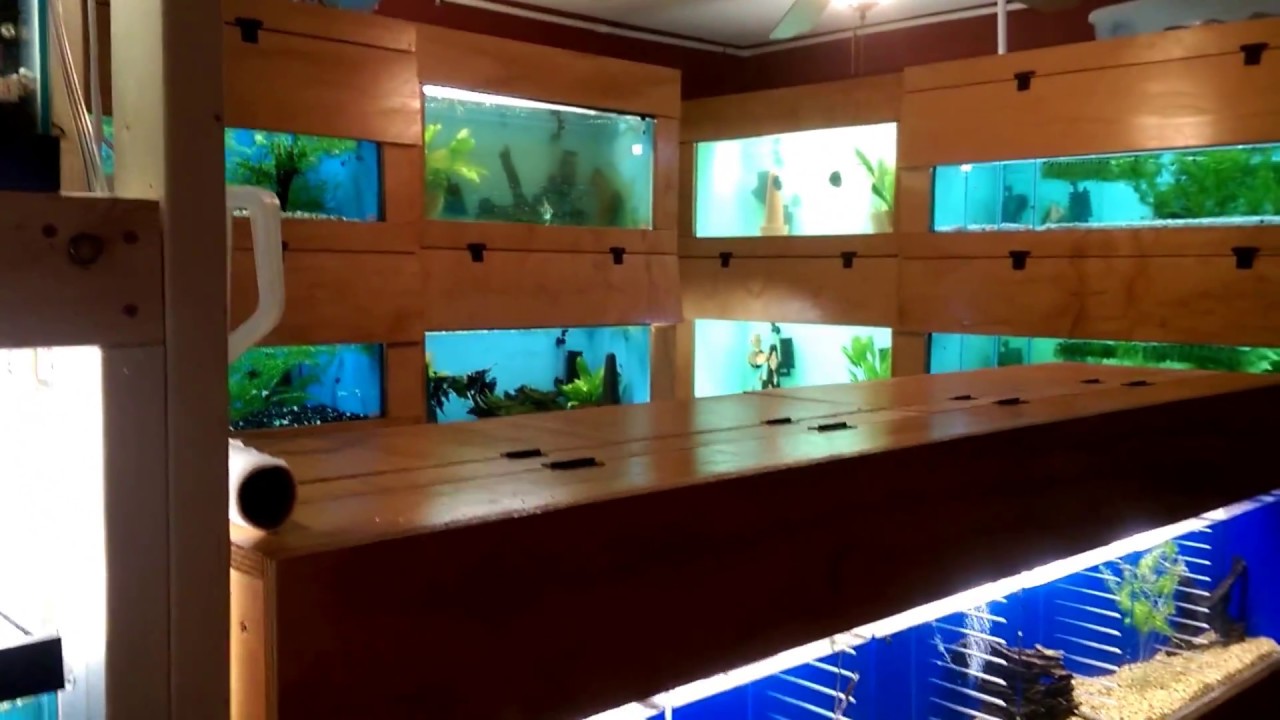 Fishroom Tour - YouTube