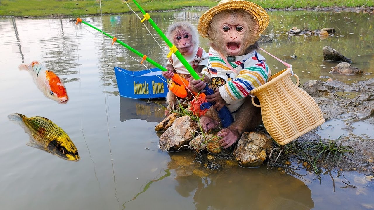 Amazing ! Baby monkey going koi fishing is funny - YouTube