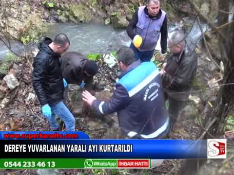 DEREYE YUVARLANAN YARALI AYI KURTARILDI