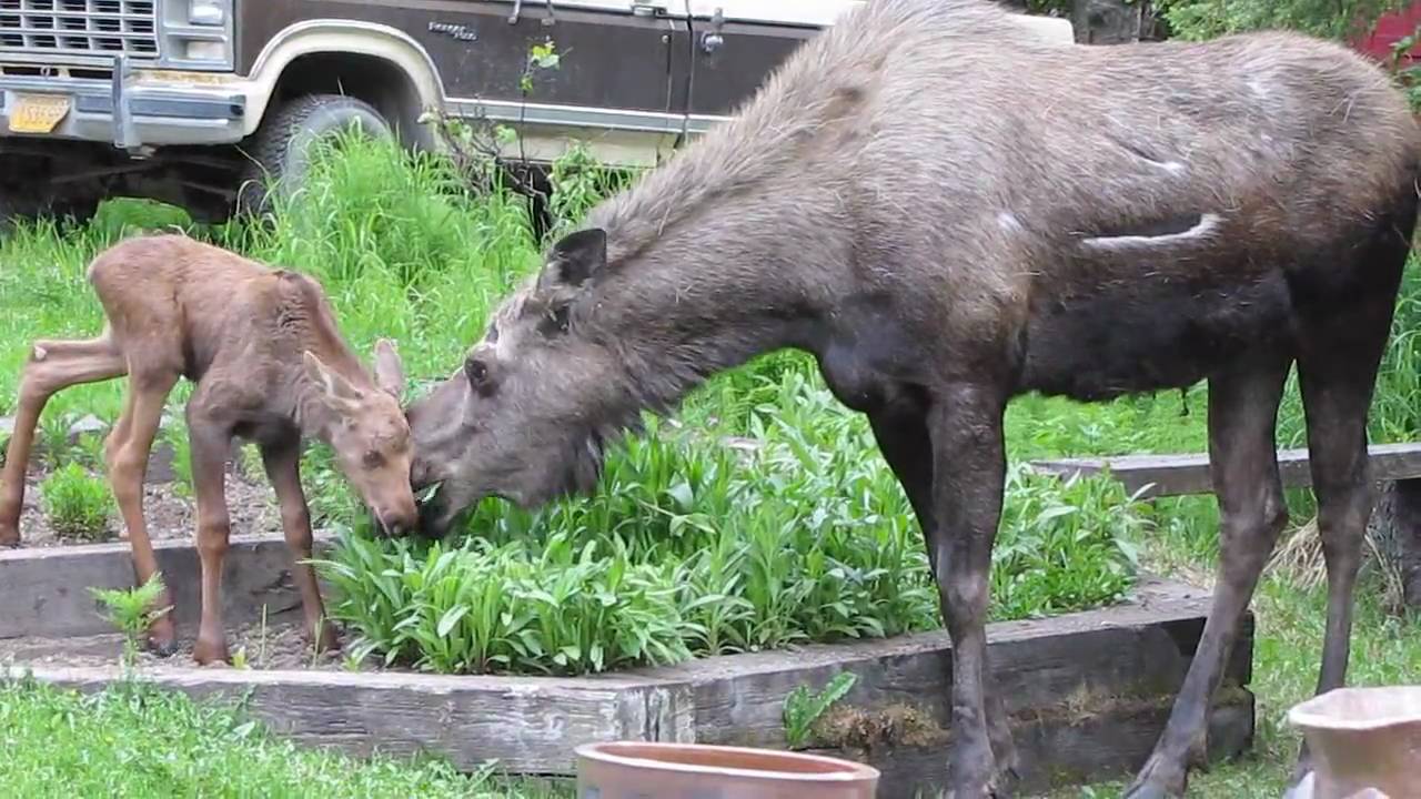 Moose of the Garden - YouTube