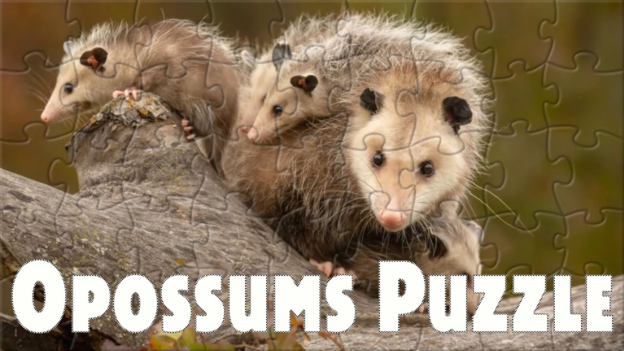 Opossums - zarigüeyas - Opossums puzzle | WAP Puzzle - YouTube