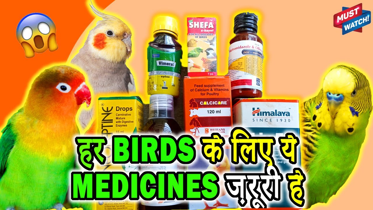 Important MEDICINES for ALL BIRDS | Best Medicines For Lovebirds ...